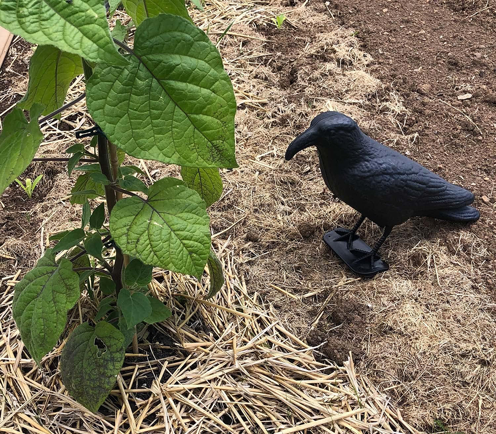 Pigeon Scare Crow - JB Saeed Home & Hardware